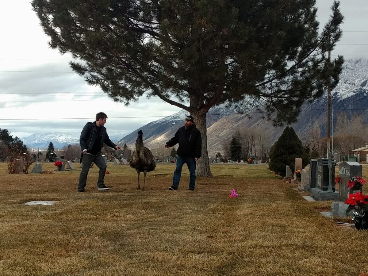 Emu wanders into Springville cemetery where fallen officer buried ...